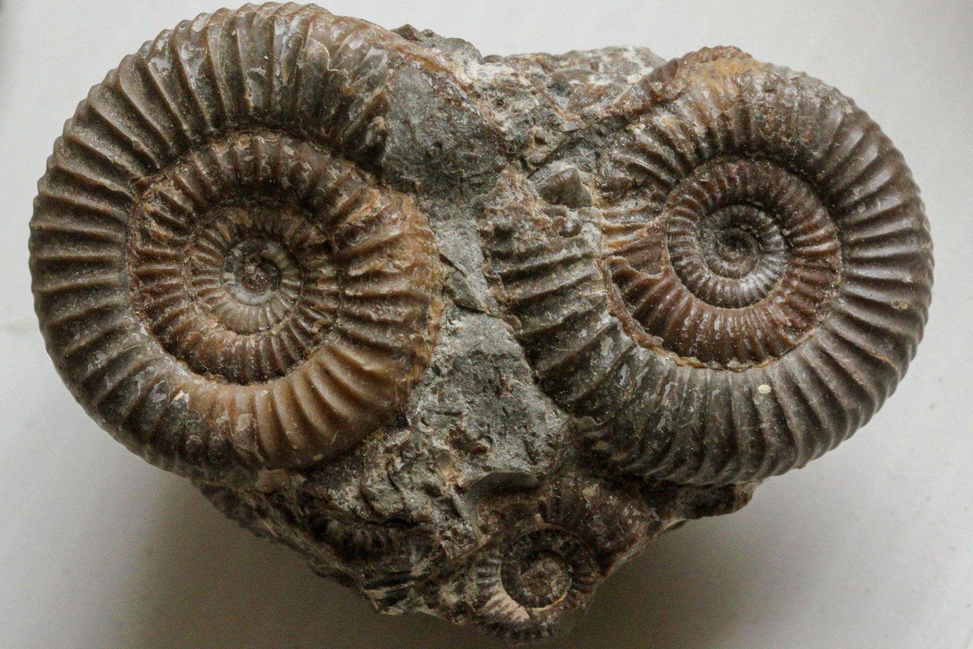 Skye’s Lost Giants: In Pursuit of Prehistoric Footprints Skye’s Lost ...